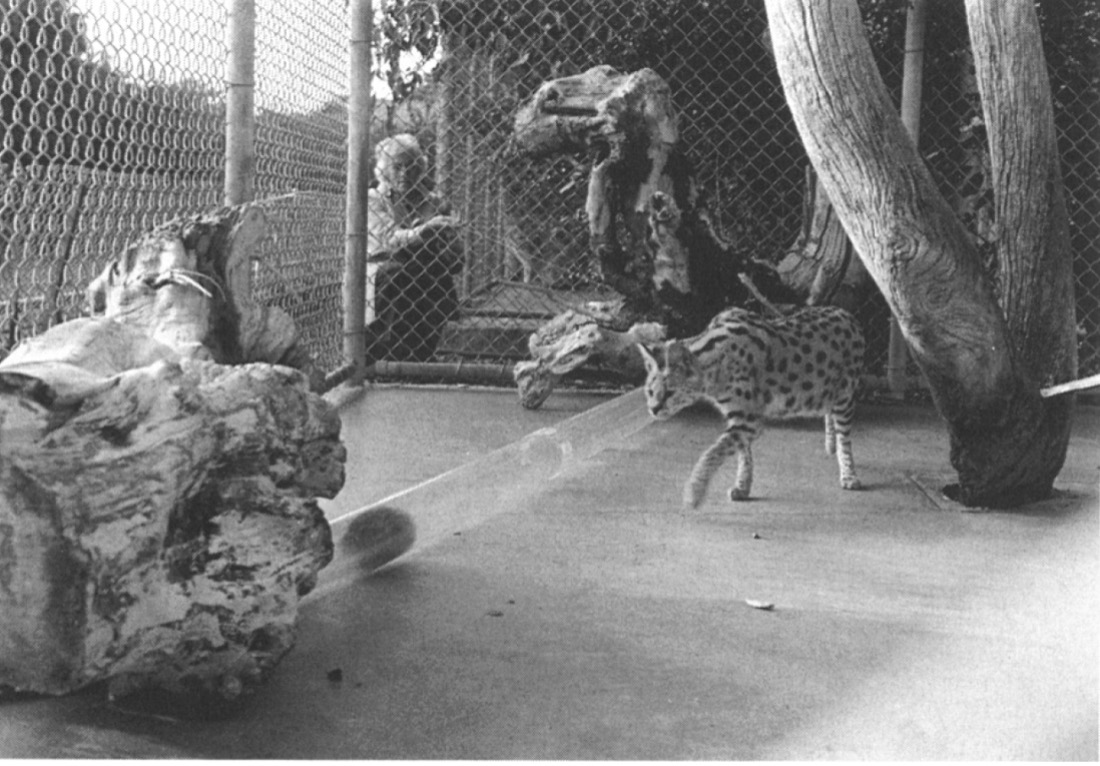 Behavior Analysis and the Shaping of the Modern Zoo